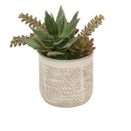 Succulents in Wheatfield Pot - Distinctive Designs