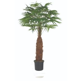 8' Fan Palm Tree in Plastic Pot - Distinctive Designs